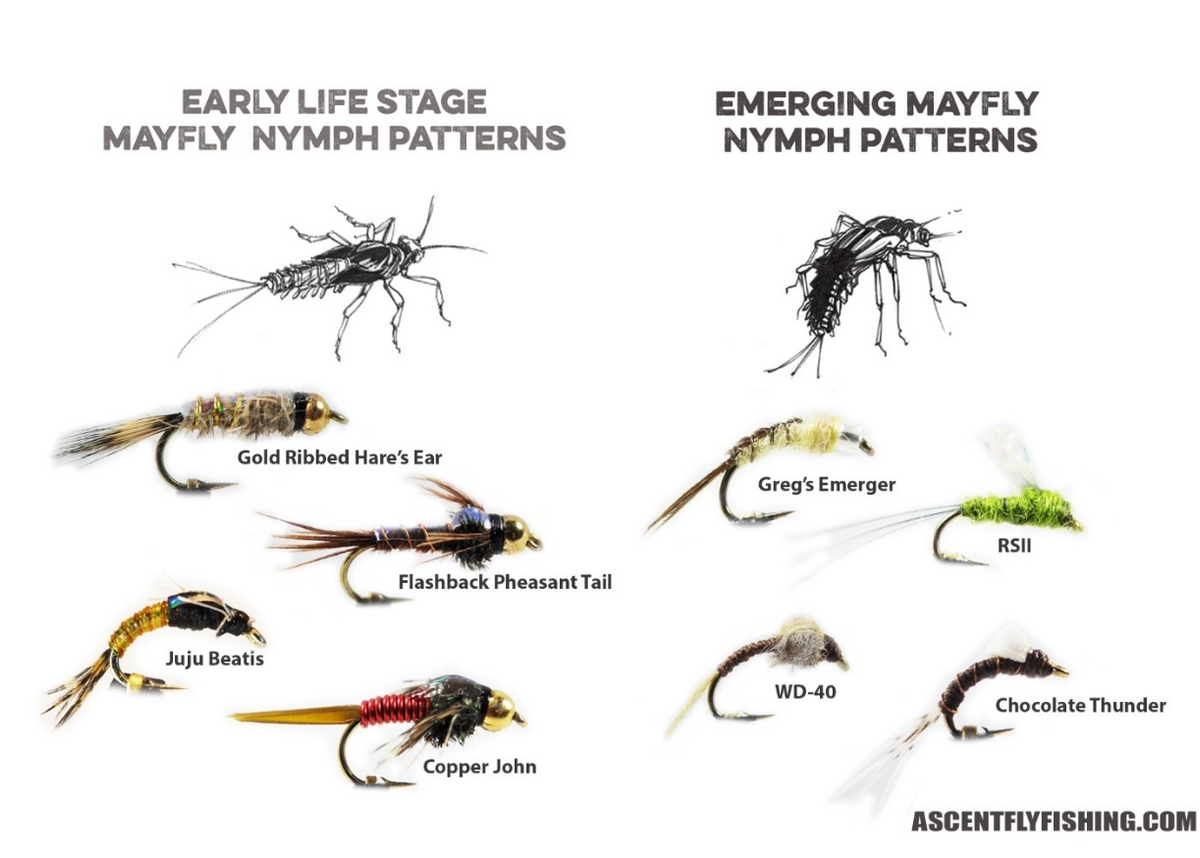 Go-To Fly Patterns for the Mayfly Menu: Part I - Nymphs — Ascent Fly ...