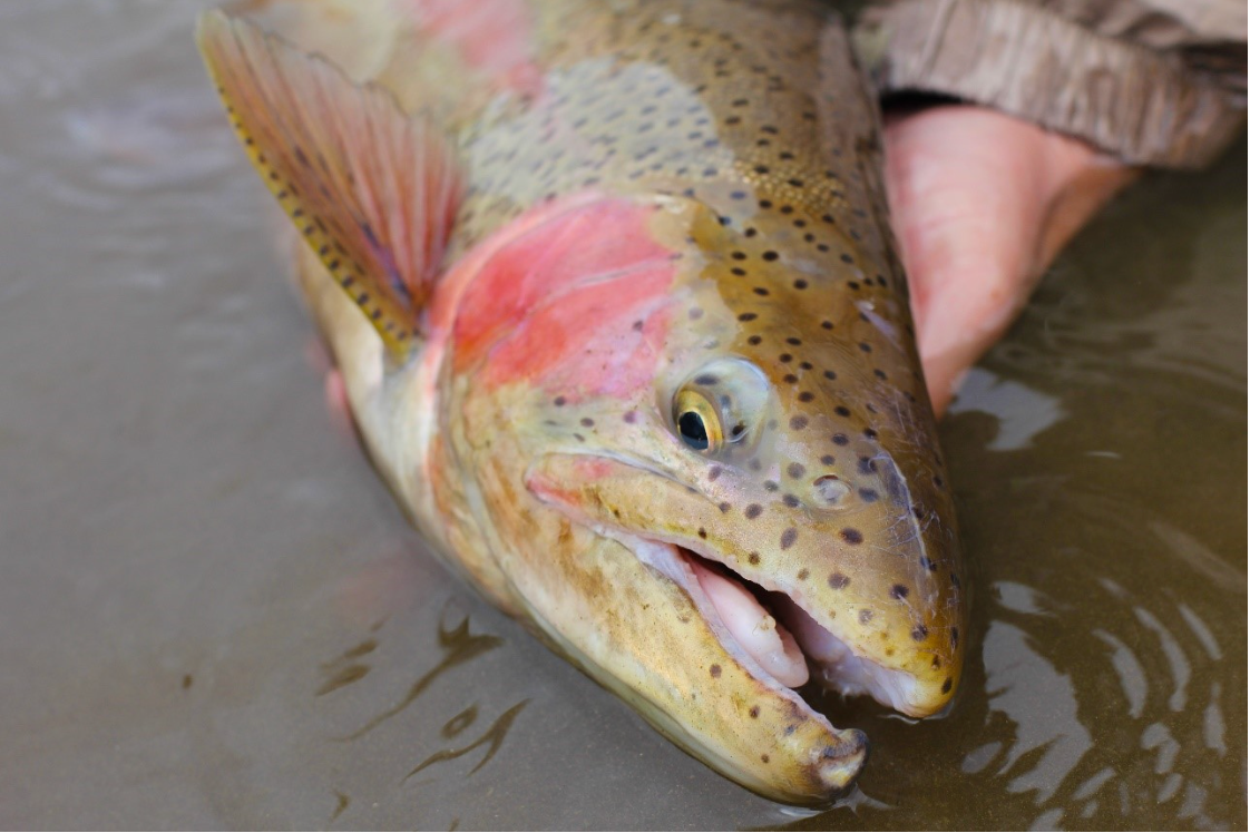 Fly Selection Tips for the Opportunistic Trout — Ascent Fly Fishing