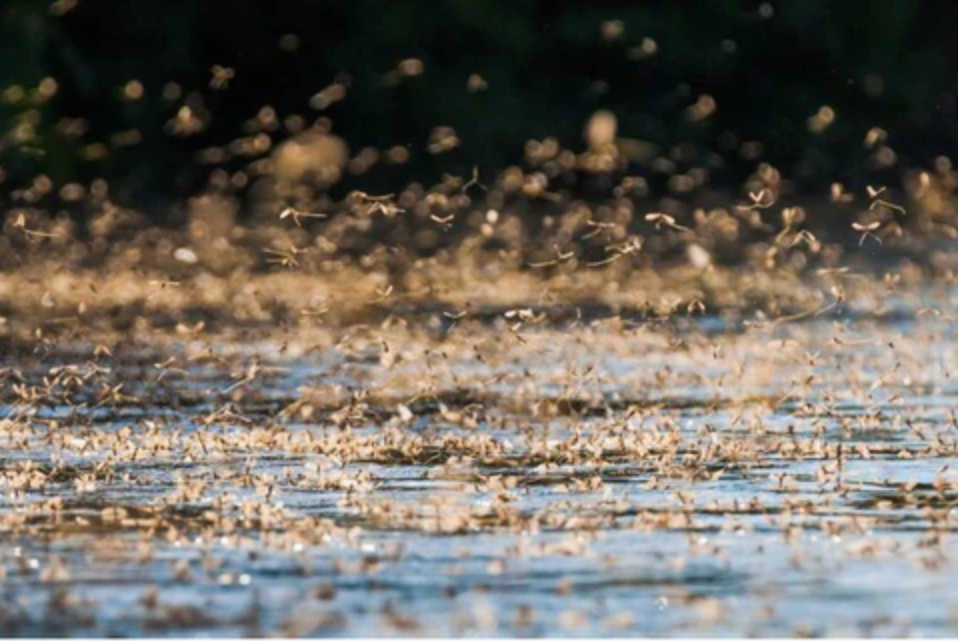 Tips & Tactics for Catching Trout in the Midst of Massive Hatches ...