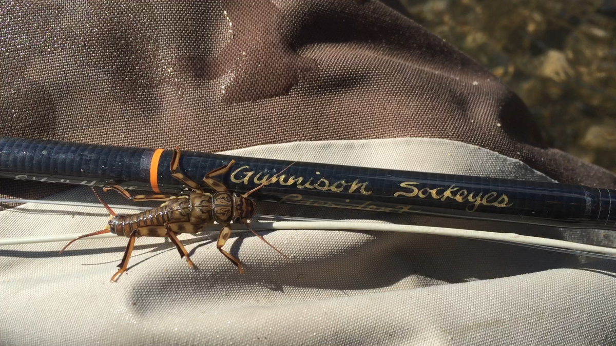 Tips and Tactics for Fly Fishing on the Gunnison River in Colorado ...