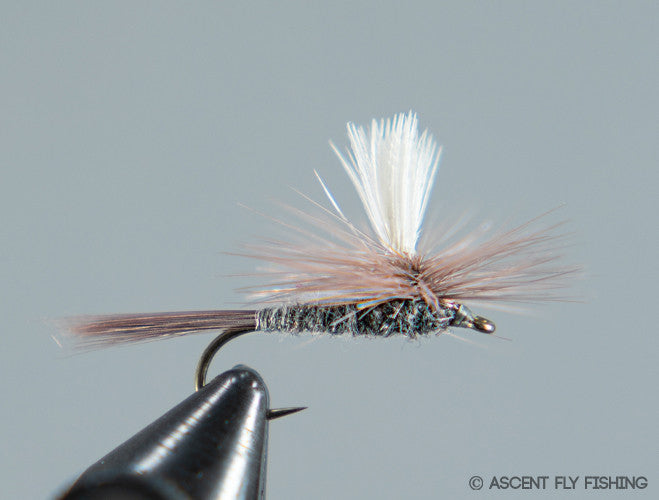 Parachute Blue Dun — Ascent Fly Fishing