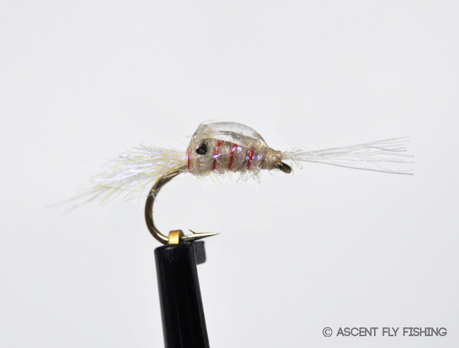 BTS Candy Cane Mysis — Ascent Fly Fishing