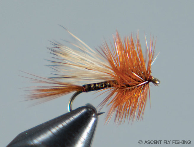 Caddis Flies — Ascent Fly Fishing
