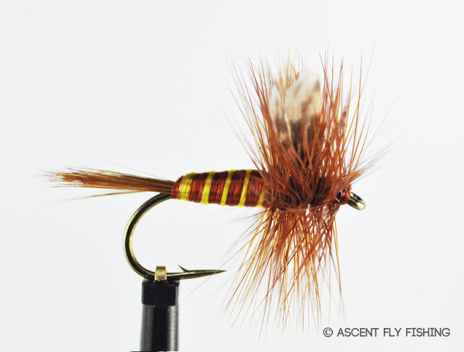March Brown — Ascent Fly Fishing