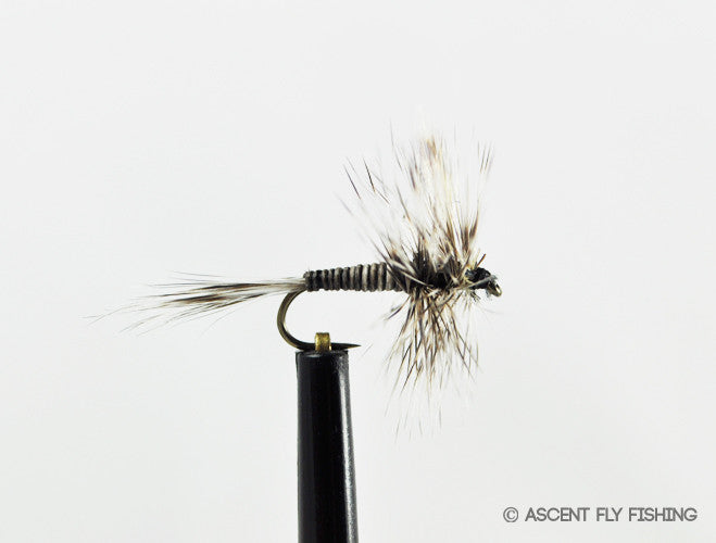 Mosquito Dry Fly — Ascent Fly Fishing