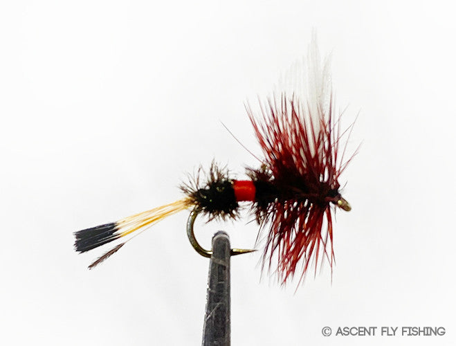 Royal Coachman — Ascent Fly Fishing