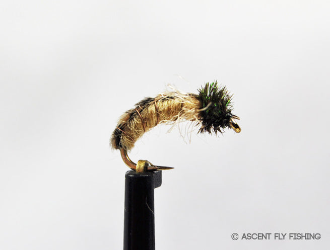 Spotted Sedge Patterns — Ascent Fly Fishing